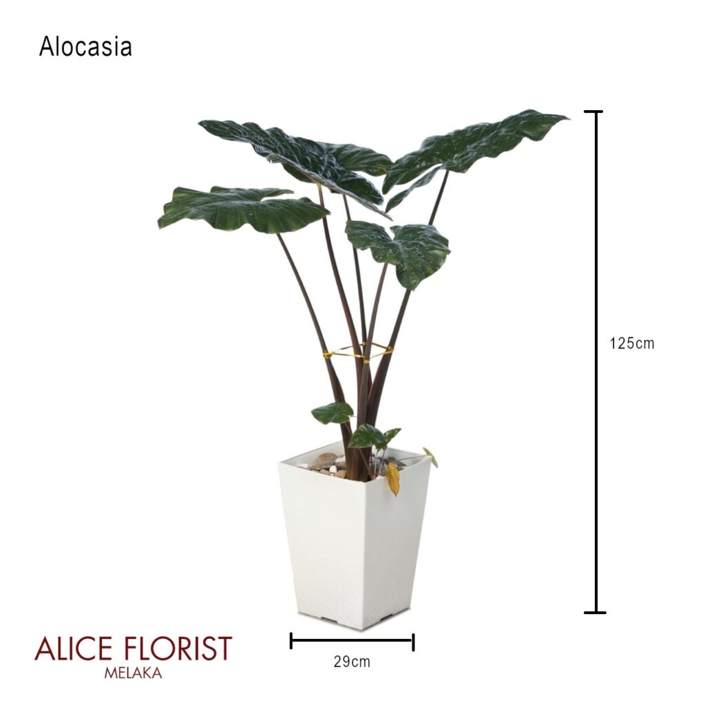 Occasion - Alice Florist Melaka